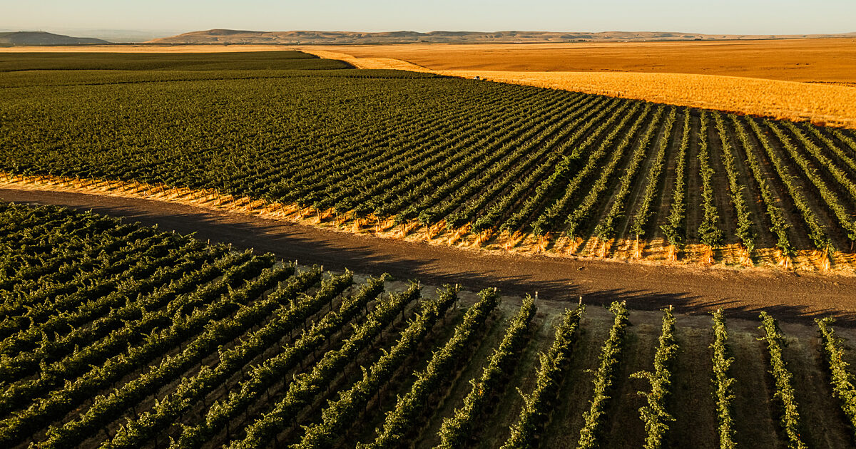 Tenor Wines | A New Horizon for Tenor